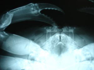 About Dungeness Crab - Oregon Dungeness Crab Commission